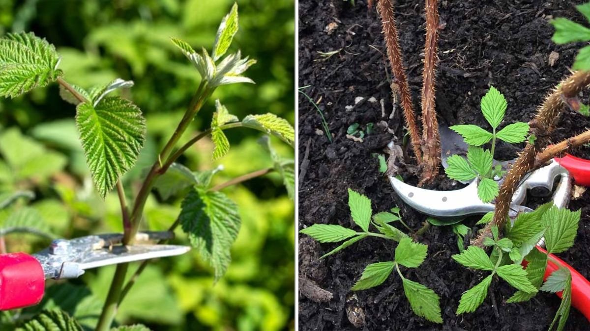 When And How To Prune Raspberry Bushes For Better Yields - Semmozhi Poonga