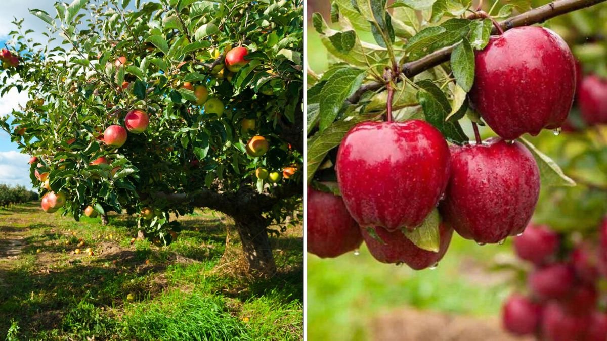 The Best Companion Plants For Apple Trees: Boost Growth, Repel Pests ...