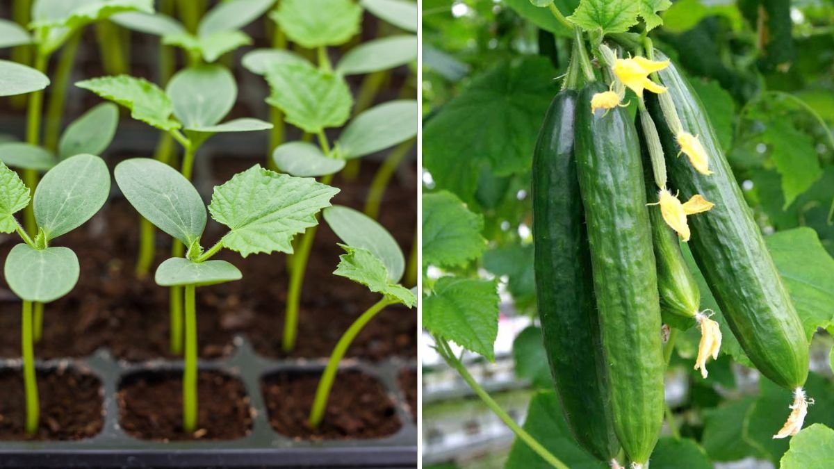 Amazing Idea: How to Grow Cucumbers from Seed at Home Using Sacks ...