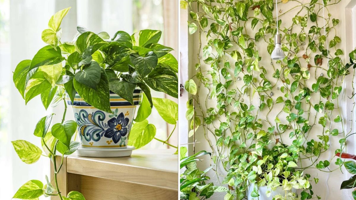 Pothos Growing Made Easy: The Ultimate American Guide to Lush, Low ...