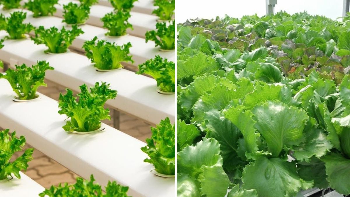 Crisp, Cool, and Classic: Why Iceberg Lettuce Deserves a Comeback in ...