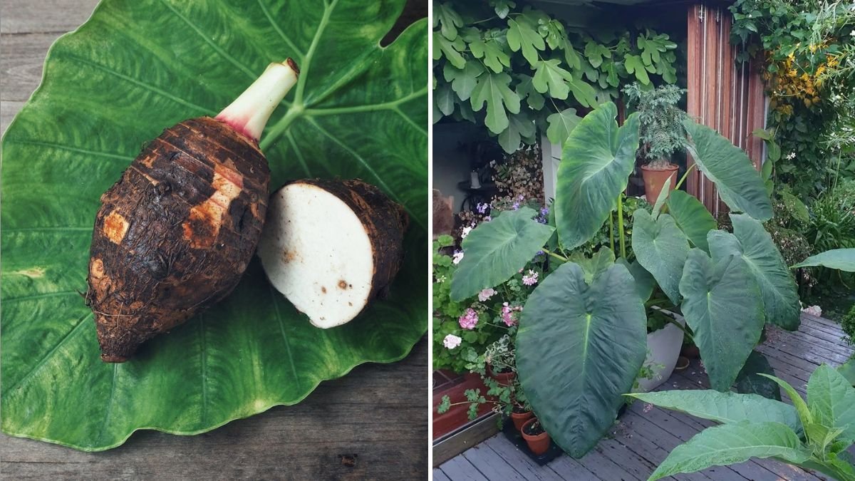 Taro The Complete Guide to Cooking, Health Benefits, and Delicious ...