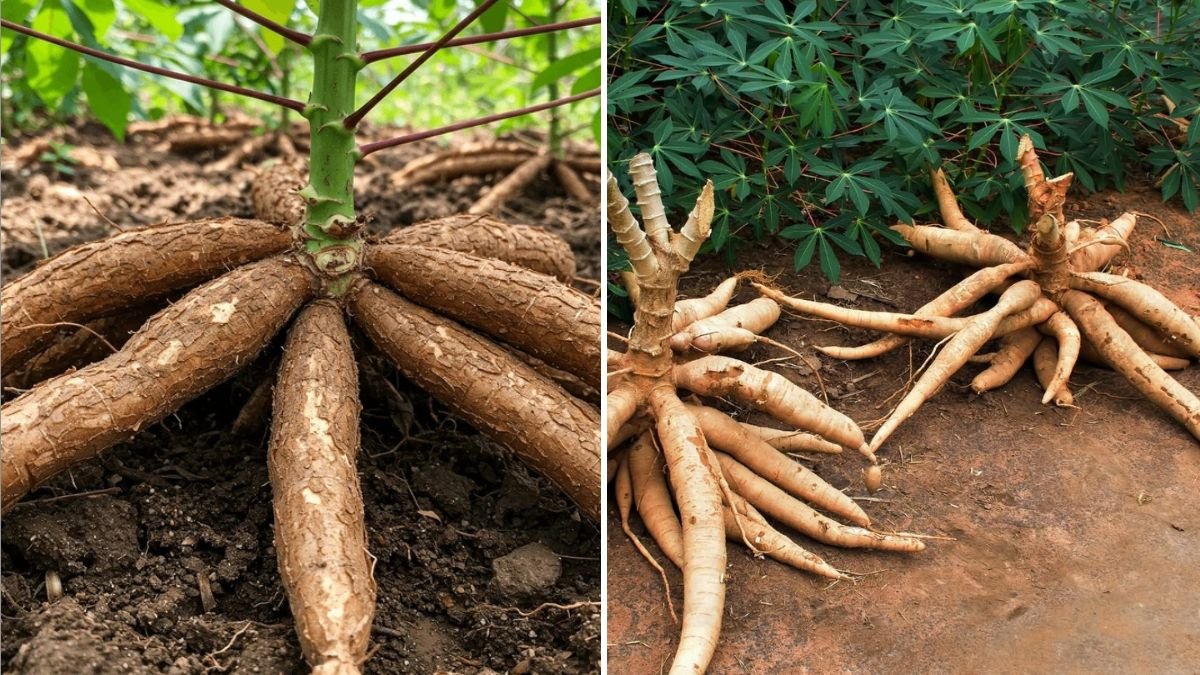 Cassava: The Complete Guide to Nutrition, Cooking Tips, and Delicious ...