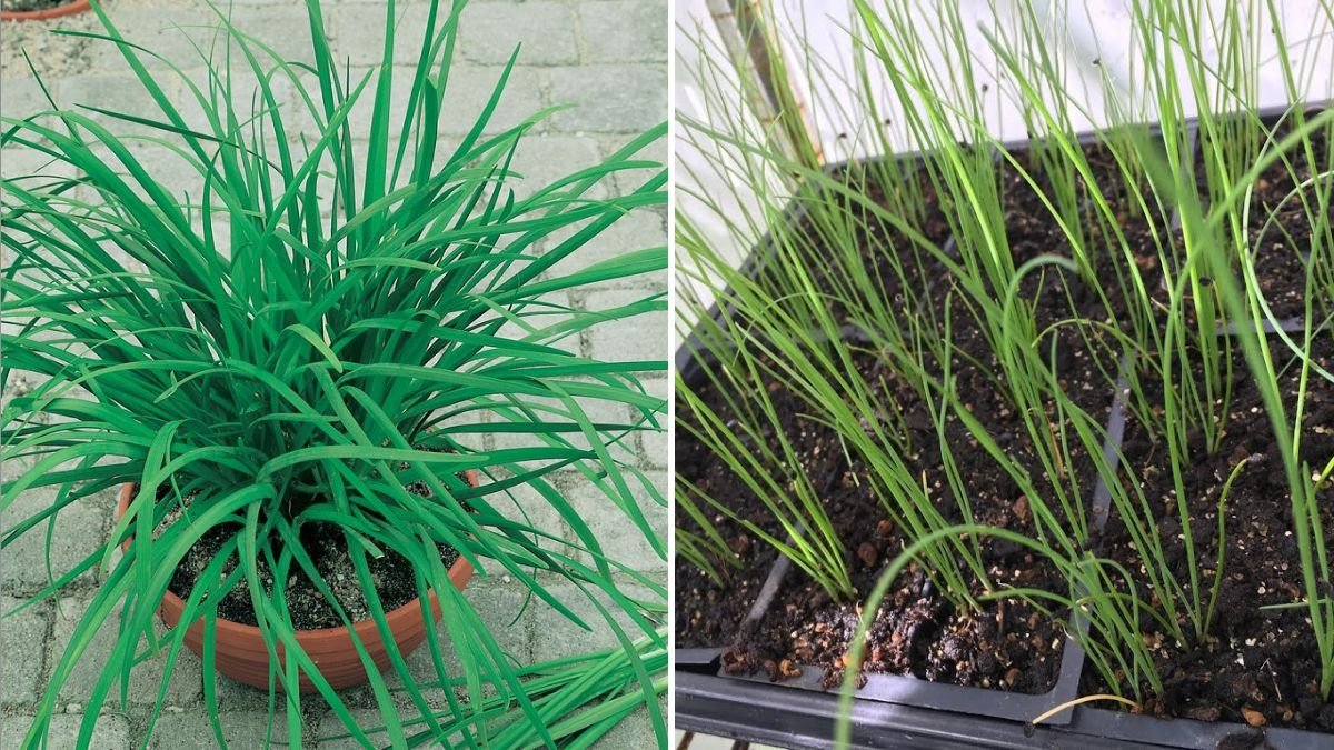 Garlic Chives The Flavor-Packed Herb Every American Home Cook Should ...