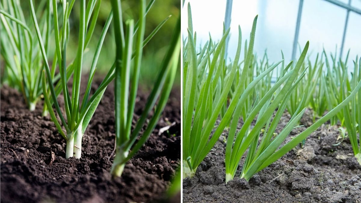 Welsh Onion The Flavorful Green That’s Winning Over American Kitchens ...