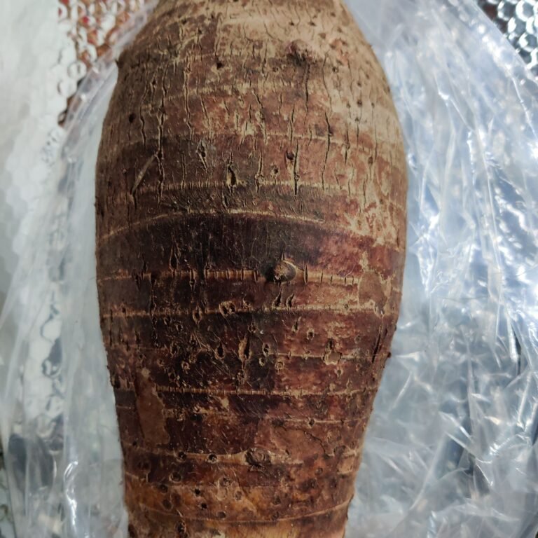 Malanga The Nutty Root Vegetable Taking Over American Kitchens ...