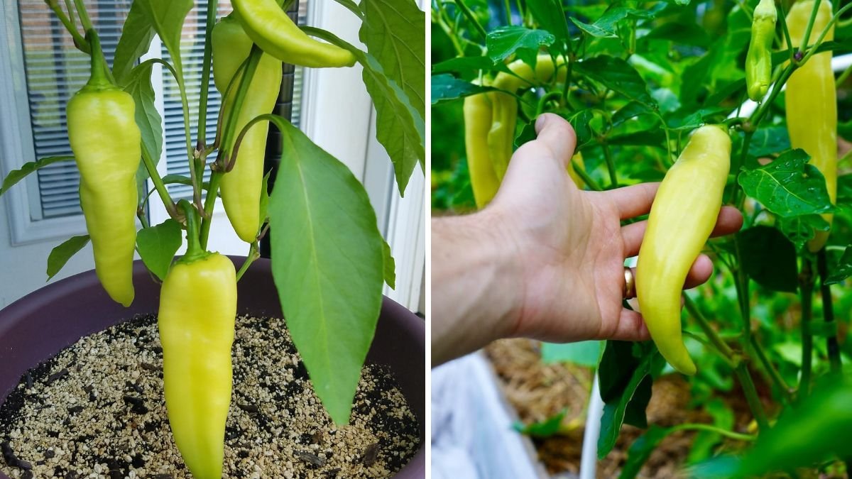 Banana Peppers The Sweet, Tangy, and Mildly Spicy Secret to America’s ...